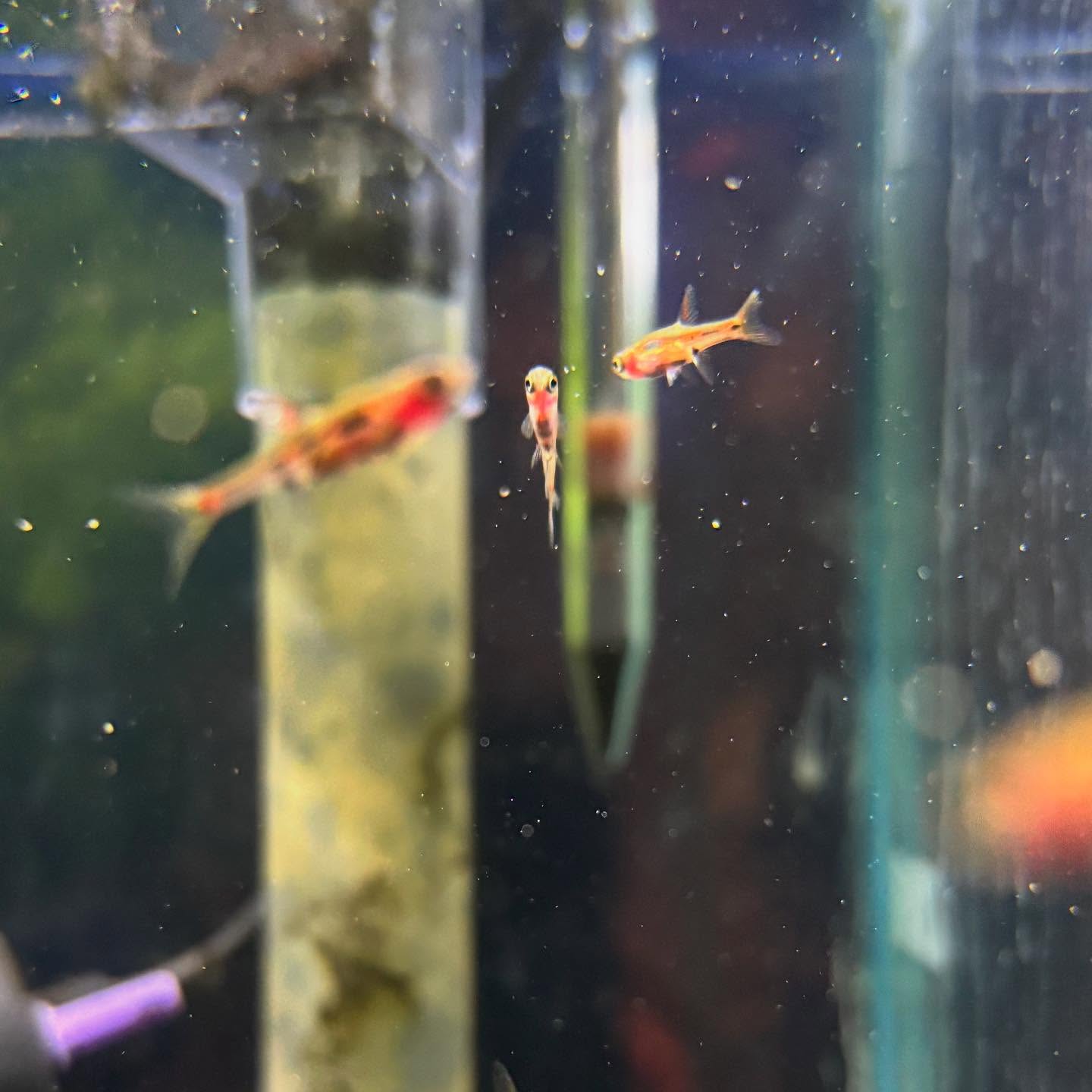 Our (nearly complete) fish stocking list (as of right now) - Indoor ...