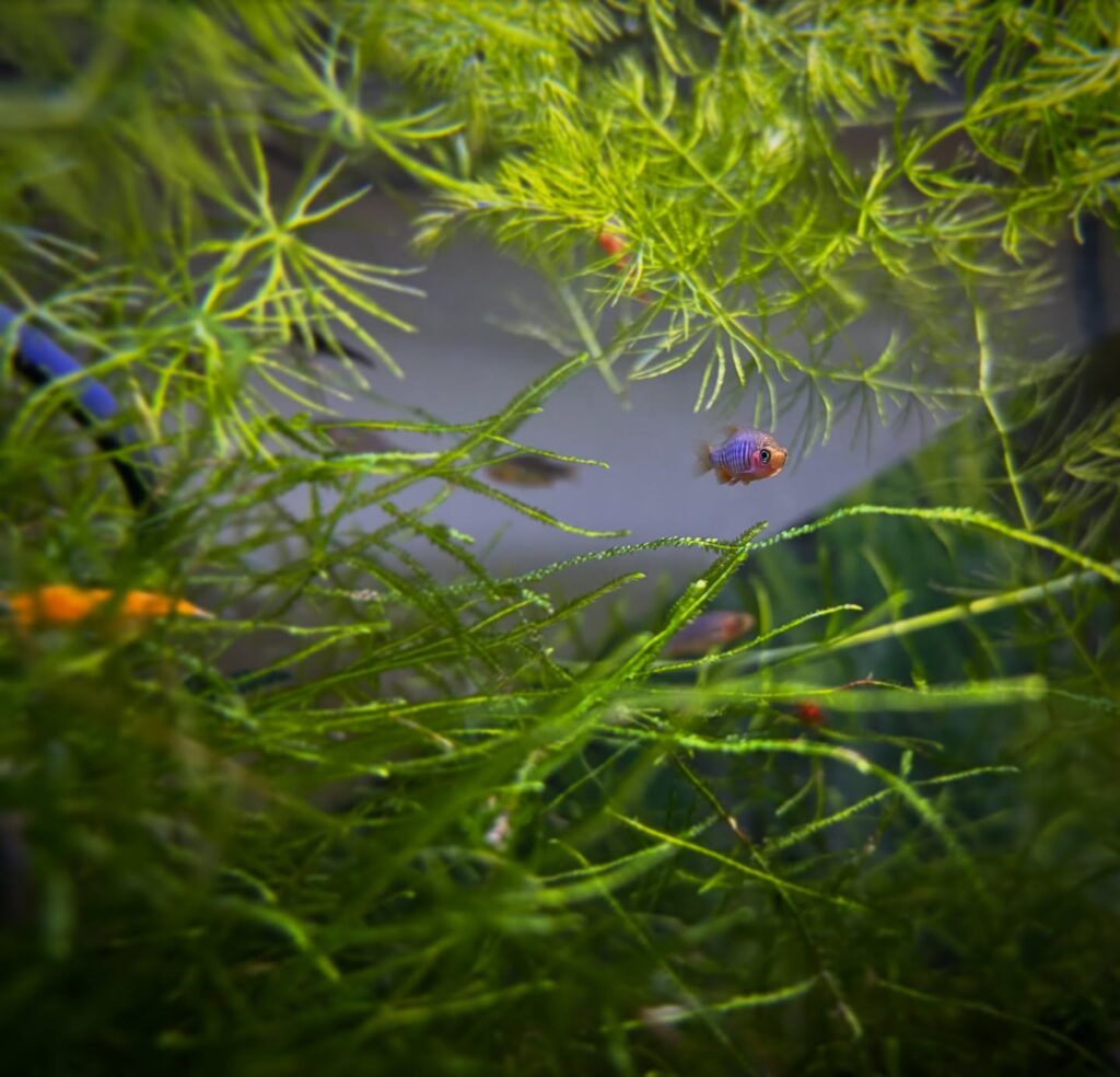 Home - Indoor Fins: Aquatic Pets